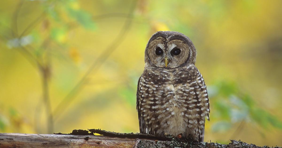 Chilliwack Ski Resort public comment process an environmental snow job | Wilderness Committee